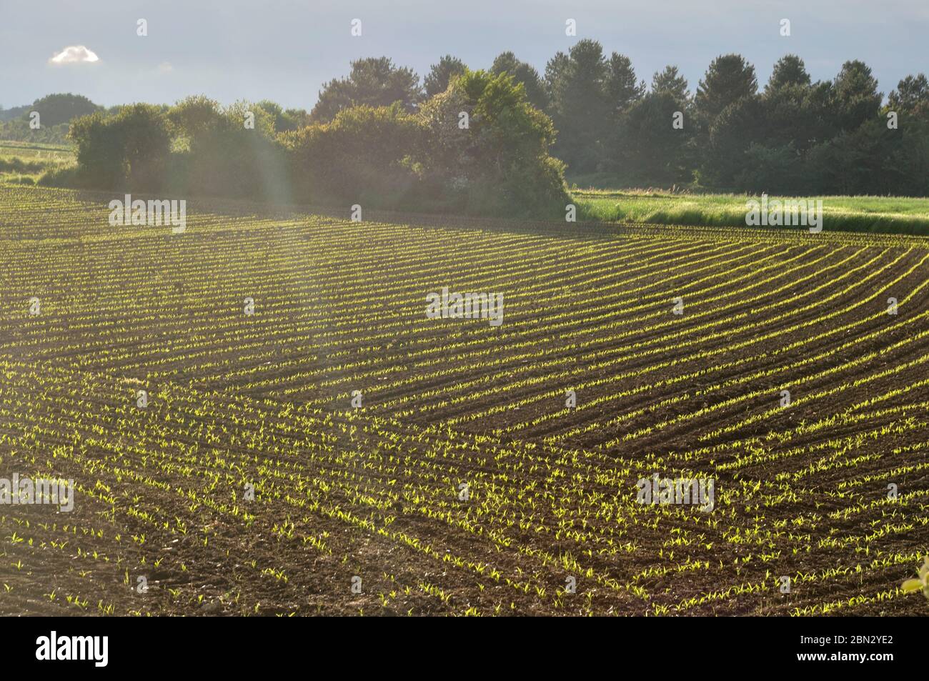 Corn field in Spring in Brittany Stock Photo - Alamy