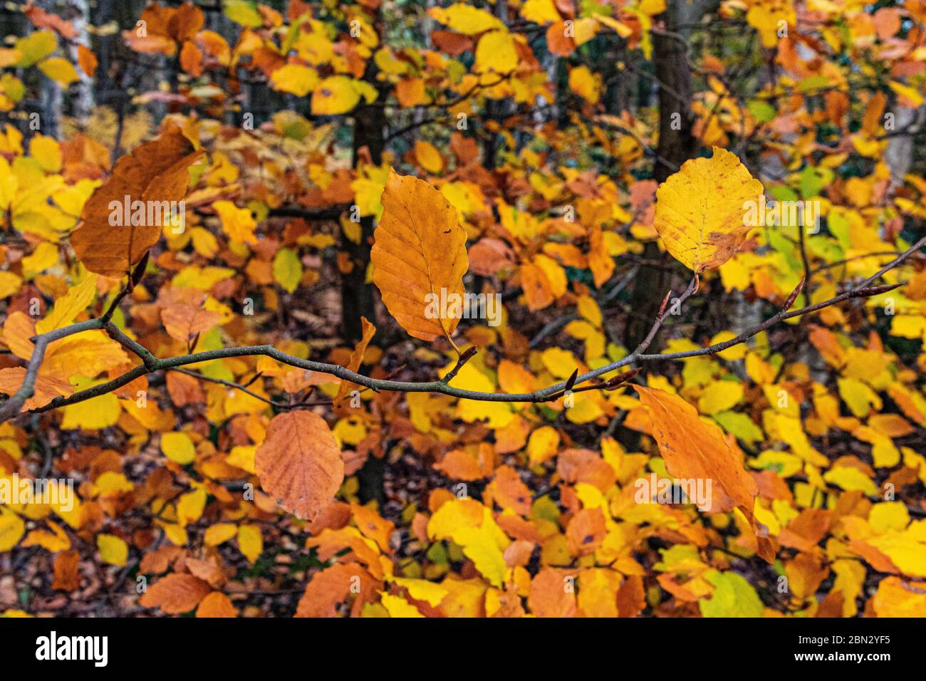 Beautiful picture autumn nature hi-res stock photography and images - Alamy