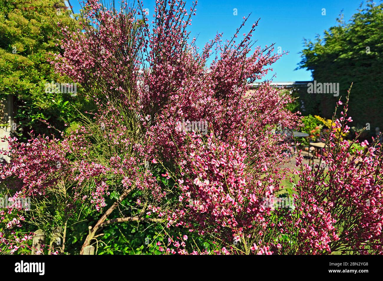 Broom bush hi-res stock photography and images - Alamy