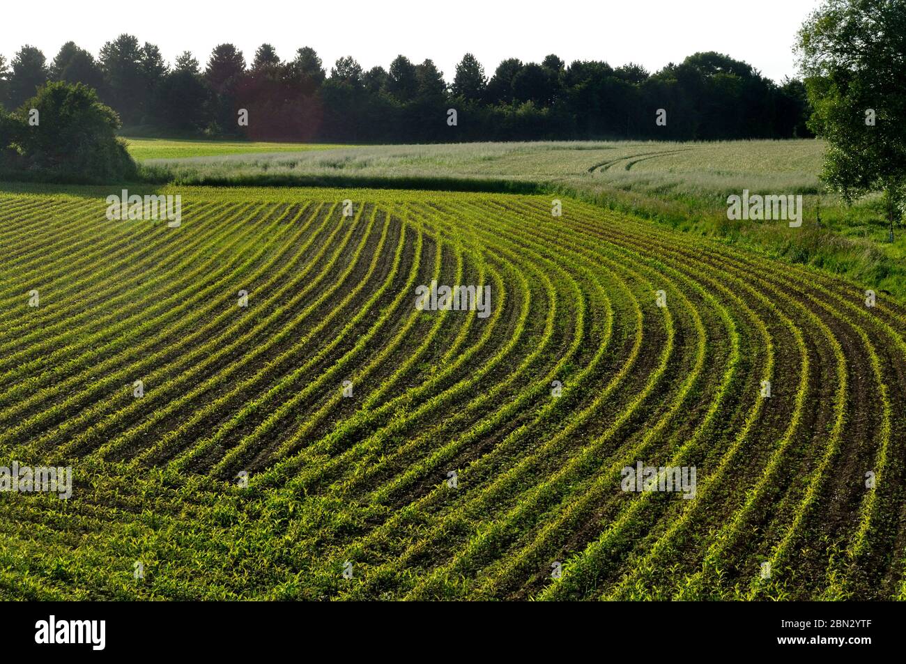 Corn field in Spring in Brittany Stock Photo - Alamy