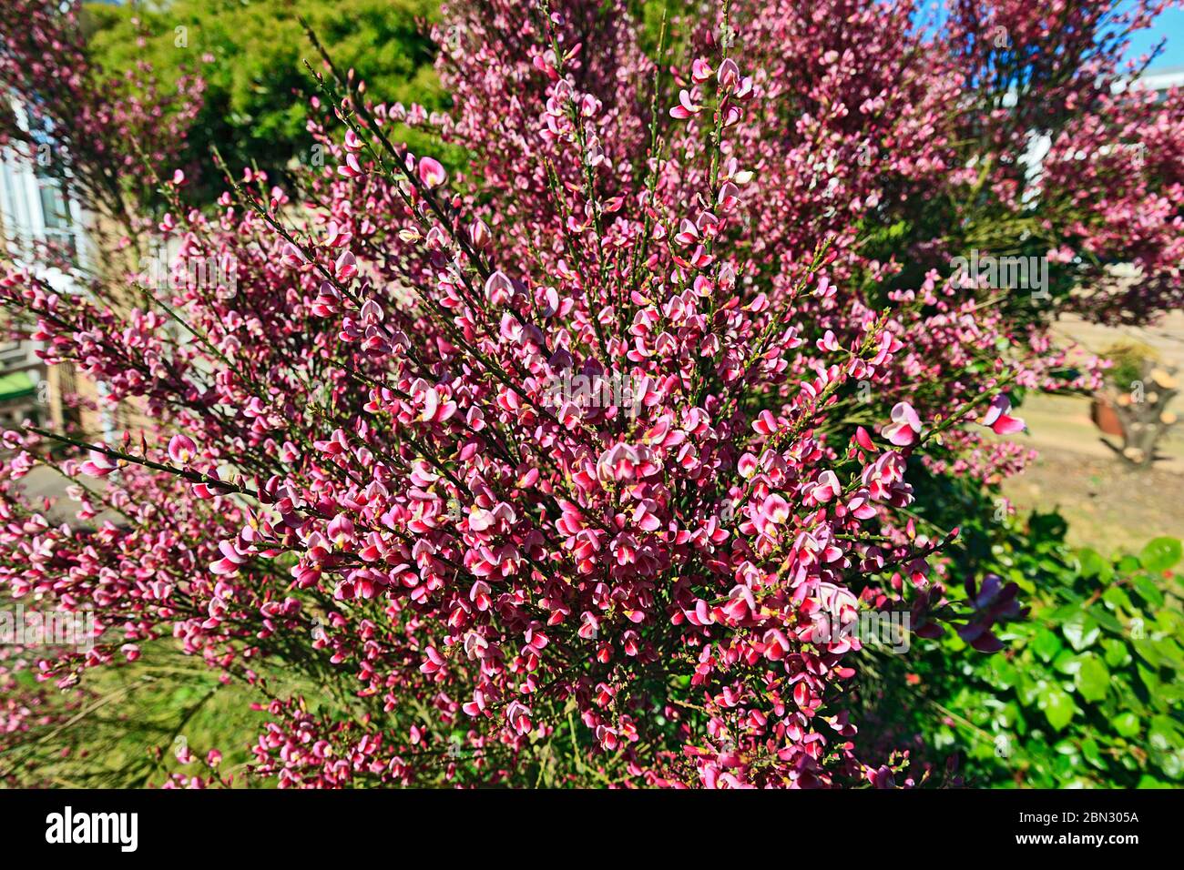 Broom bush hi-res stock photography and images - Alamy