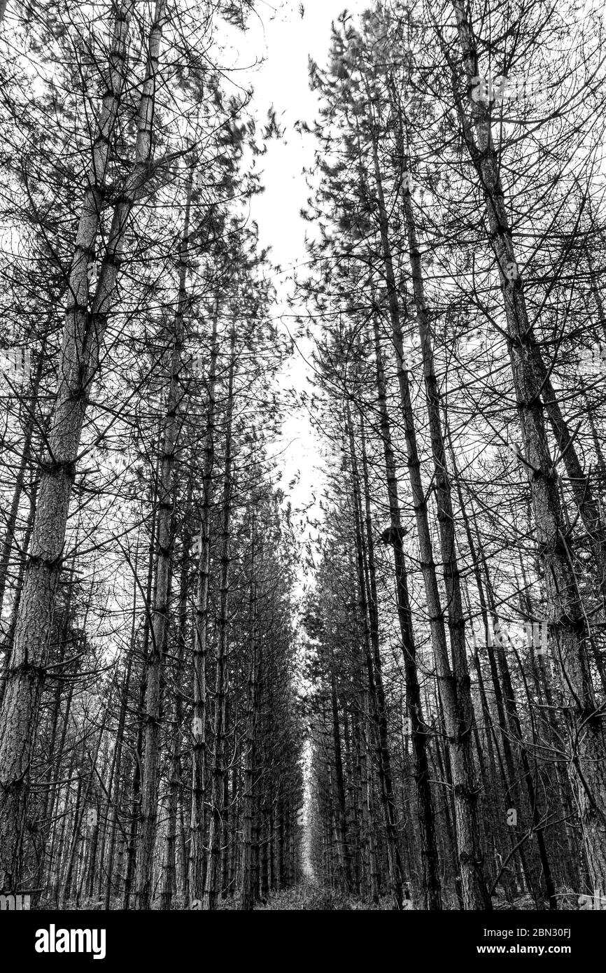 Looking through trees Black and White Stock Photos & Images - Alamy