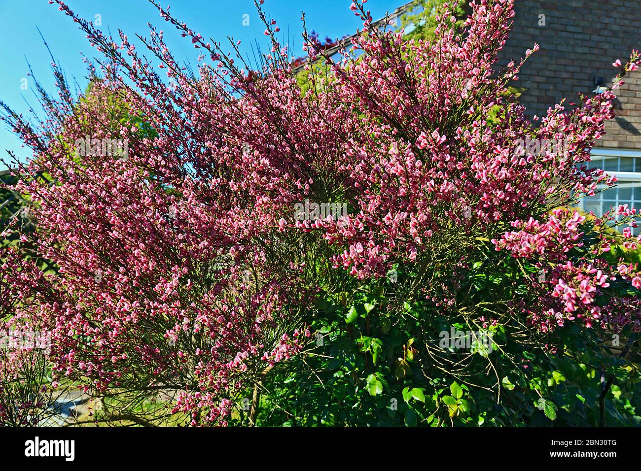 Broom bush hi-res stock photography and images - Alamy