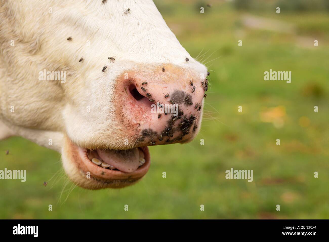 Close-up of a cow nose attacked by flies. Parasites cause discomfort in ...