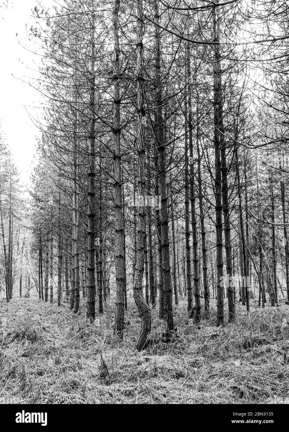 A pine tree with a curve Stock Photo - Alamy