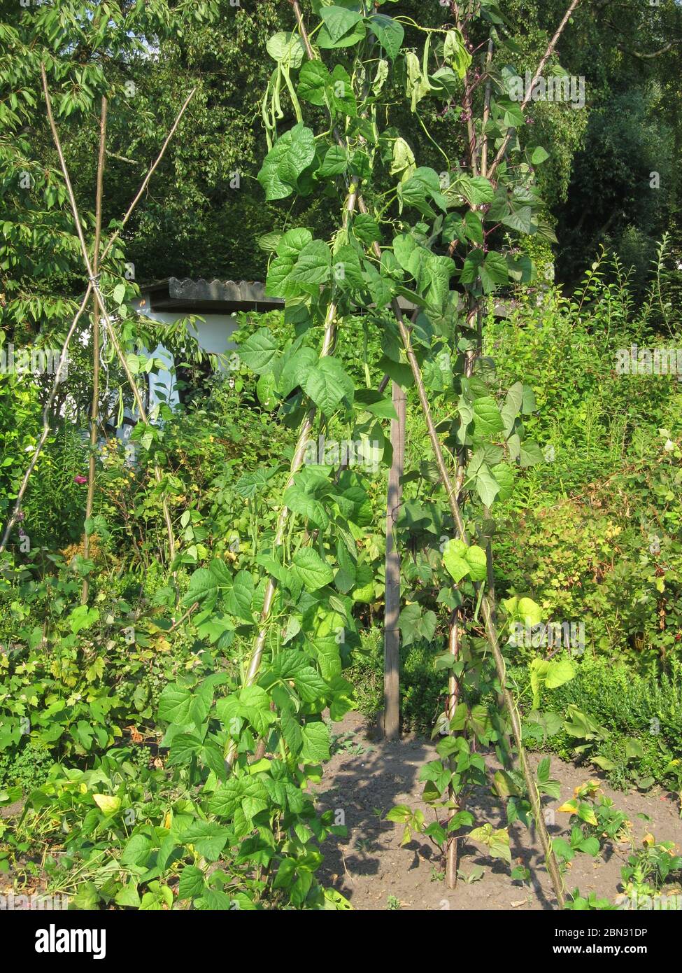 Climbing beans in a garden Stock Photo - Alamy