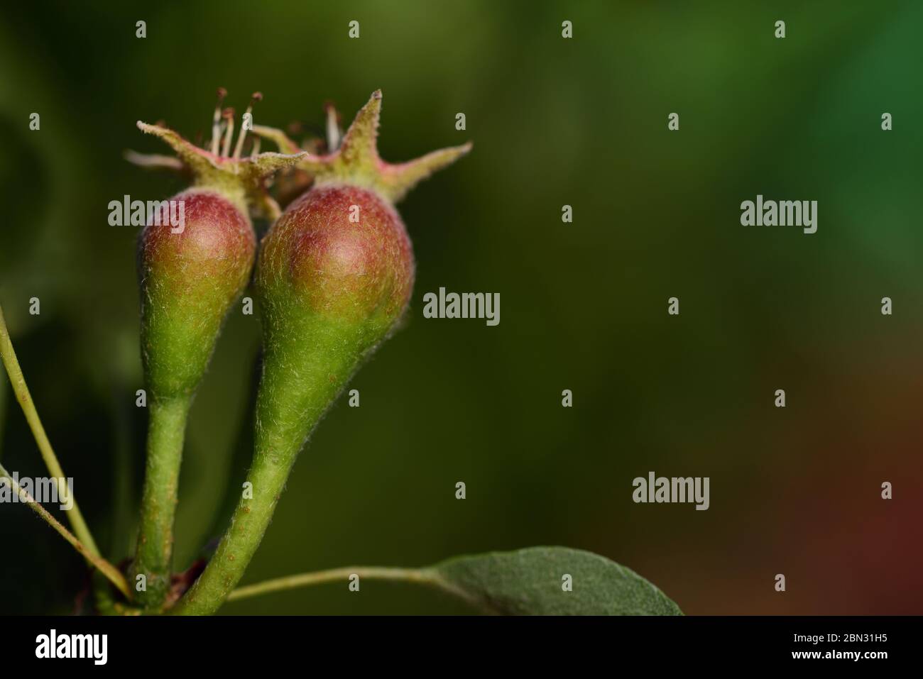 Young pears growing on tree hi-res stock photography and images - Alamy
