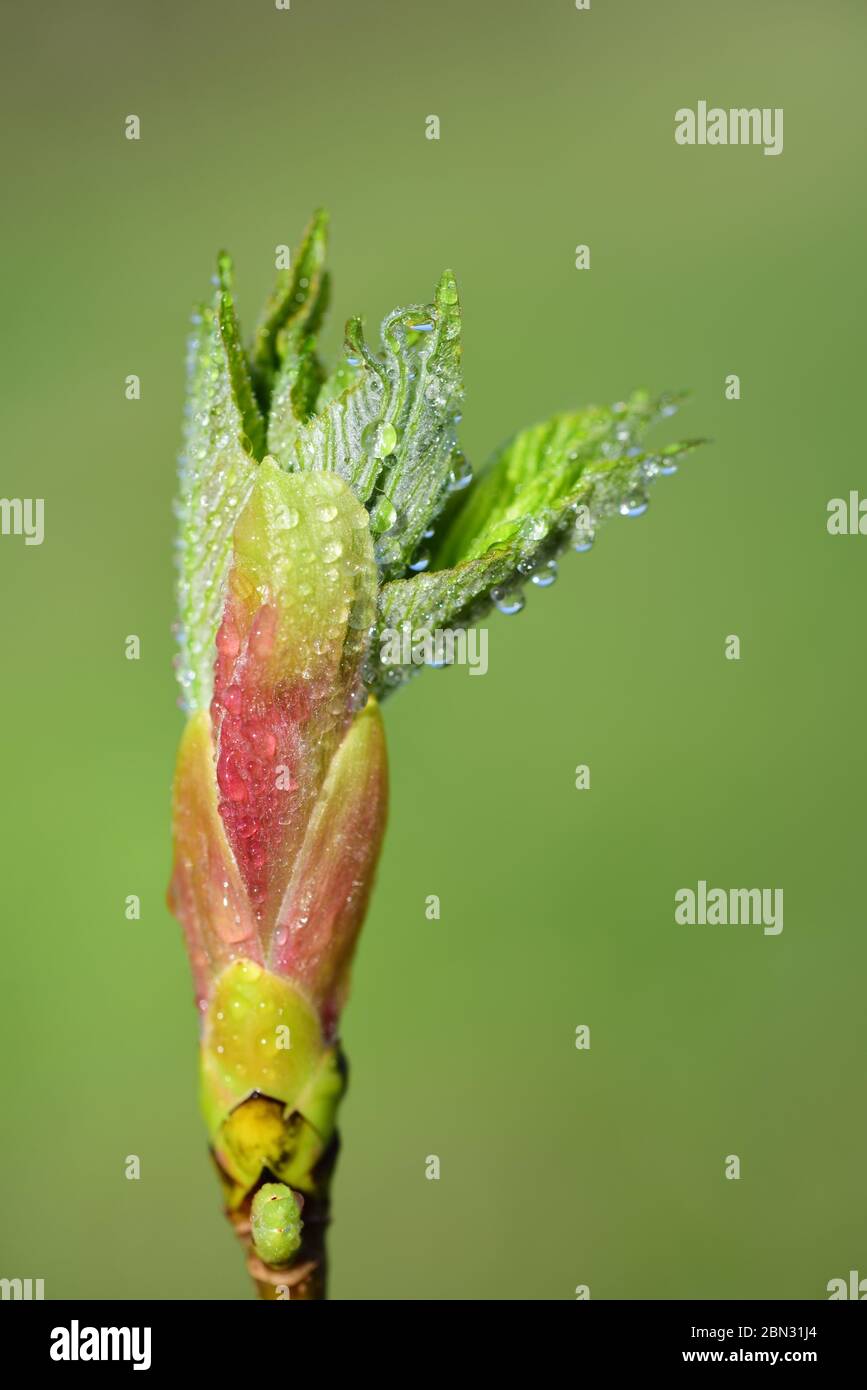 Green leaf bud hi-res stock photography and images - Alamy