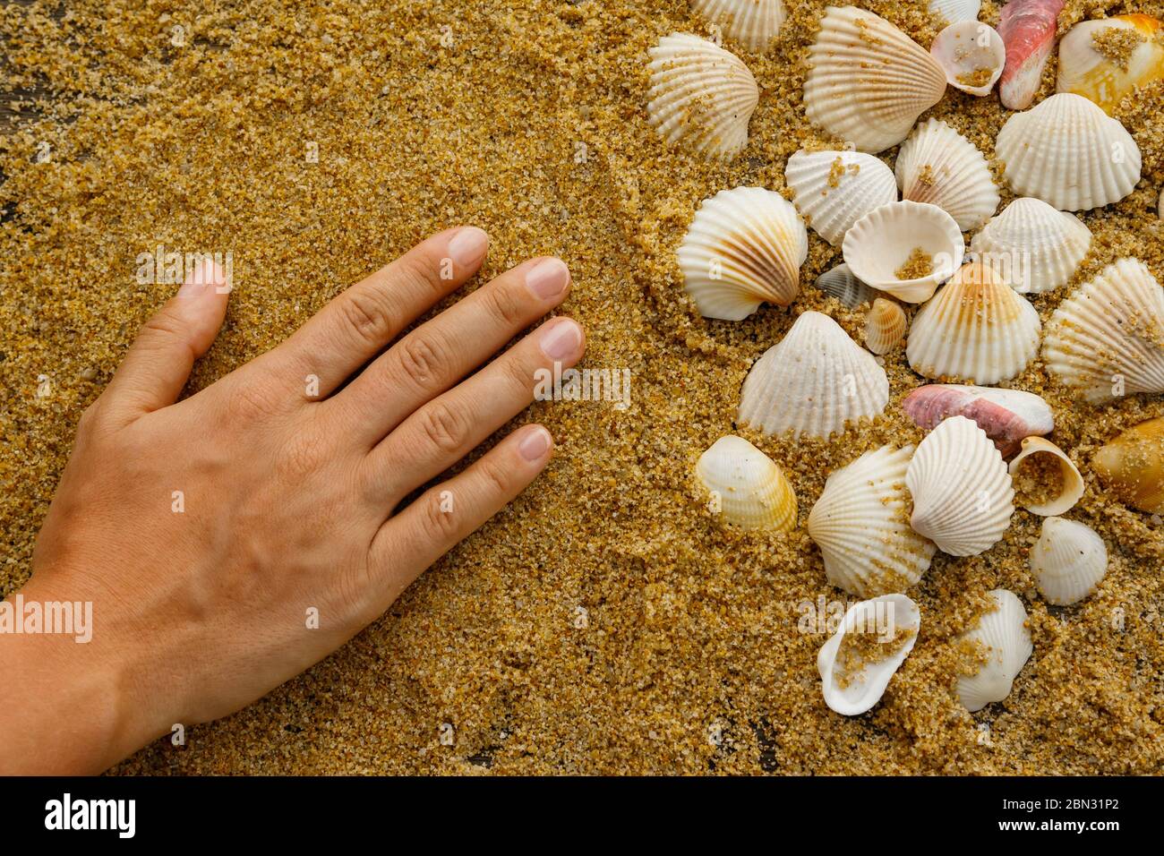Female hand and seashells on the sand Stock Photo - Alamy
