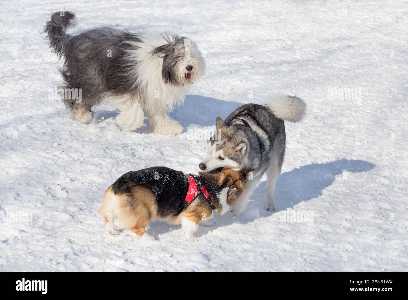 Bobtail sheepdog, pembroke welsh corgi puppy and siberian husky are ...