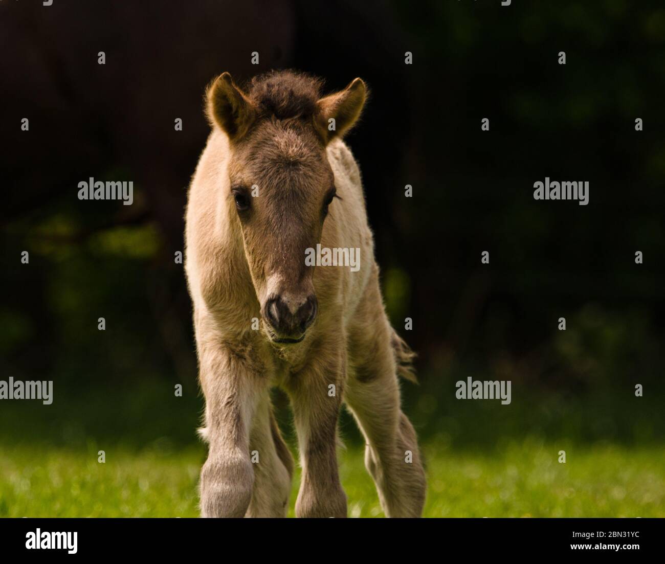 A very beautiful small dun coloured foal of an Icelandic horse in the ...