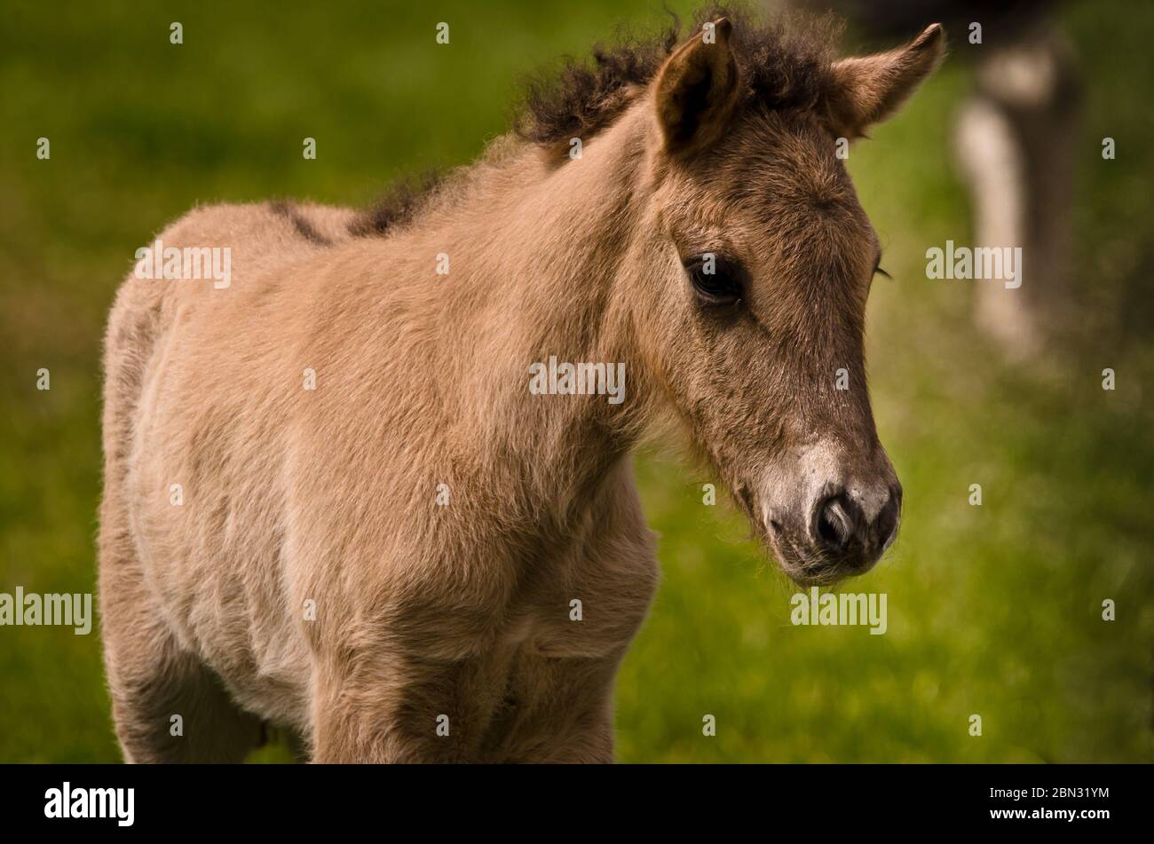 A very beautiful small dun coloured foal of an Icelandic horse in the ...