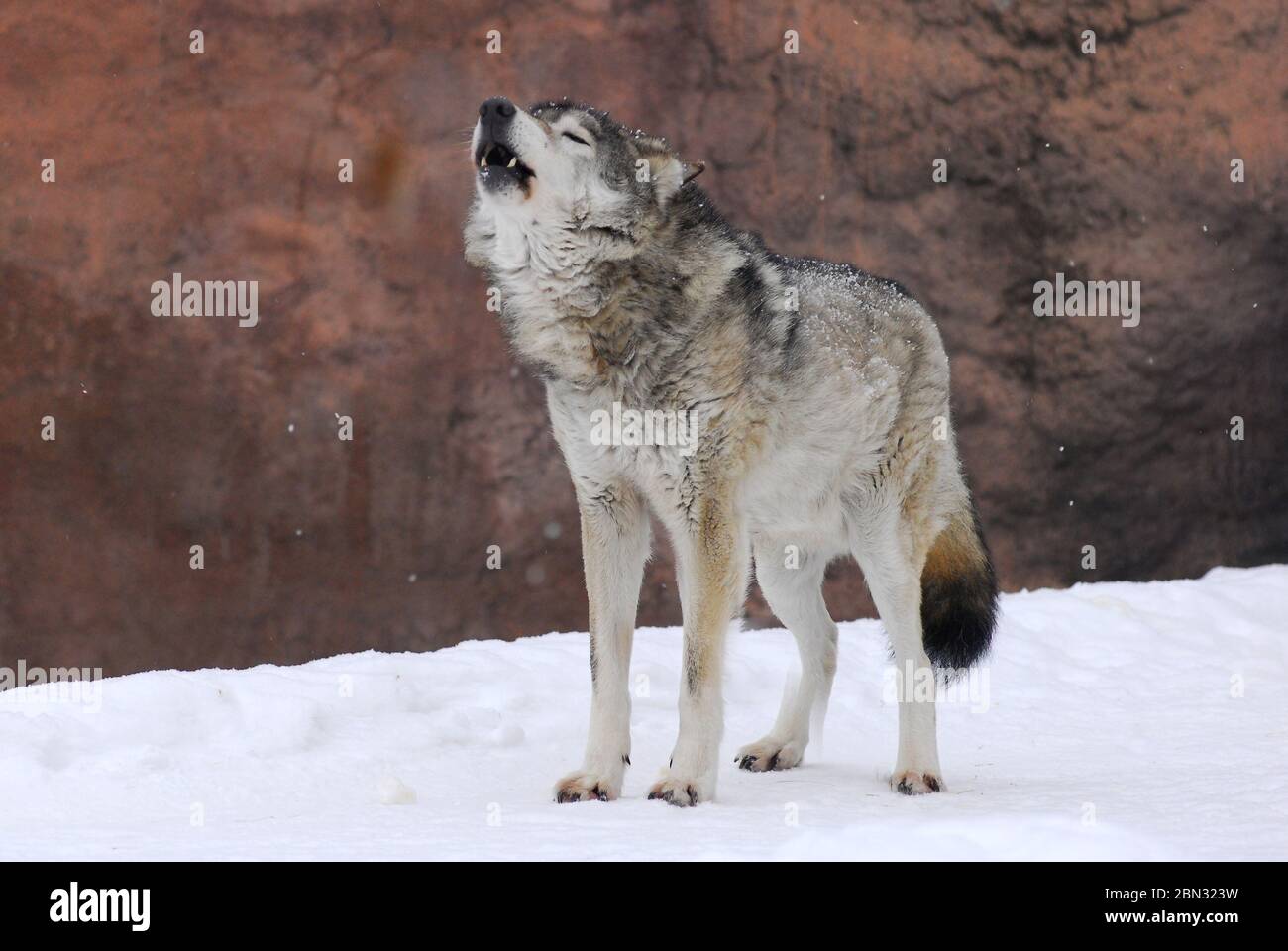 A Howling Wolf in the winter. Gray wolf howling in the snow, song of ...