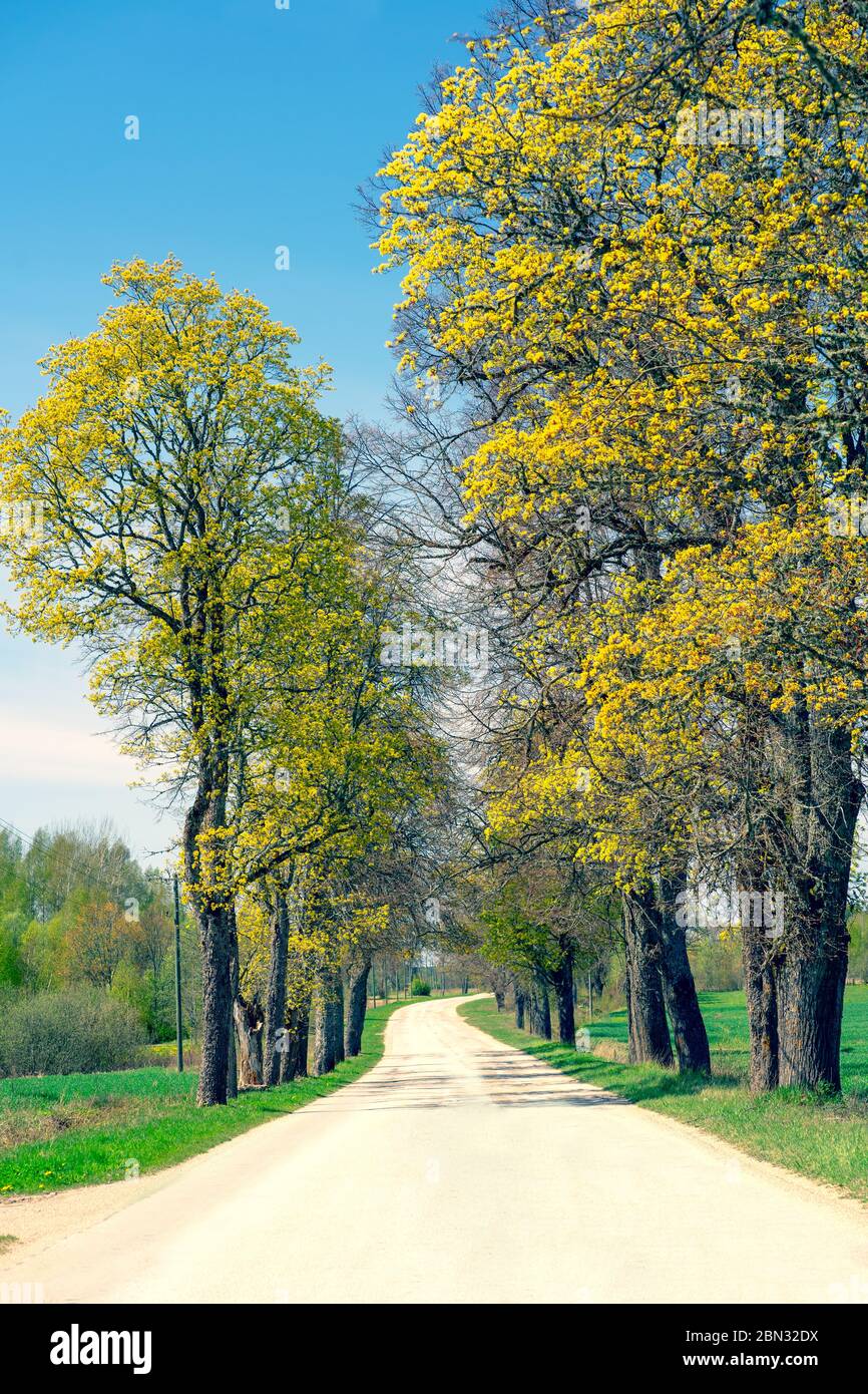 Flowering tree footpath park branch hi-res stock photography and images ...
