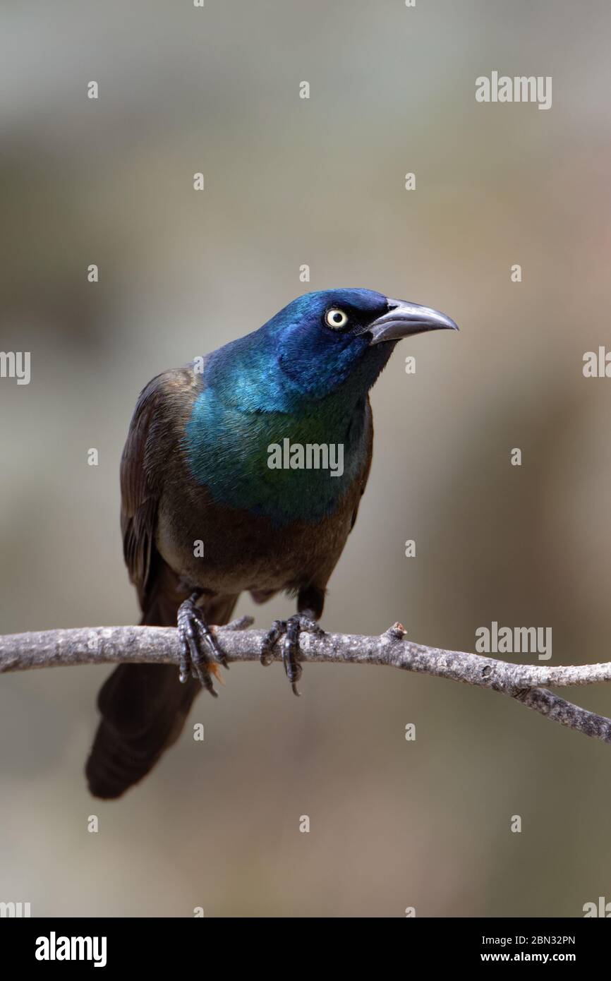 Common grackle migration bird hi-res stock photography and images - Alamy