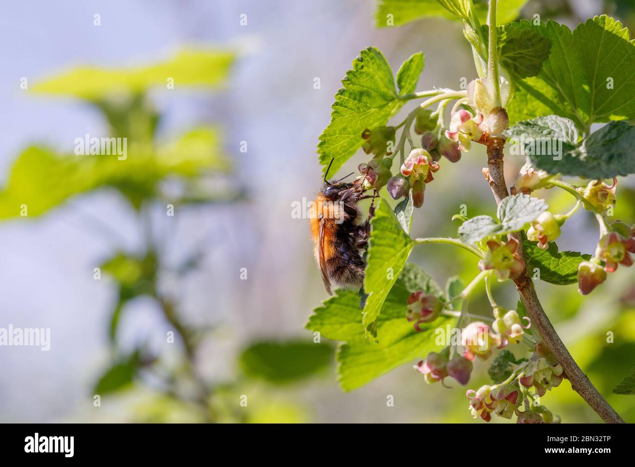 Bumblebee hanging on blooming currant flower and collecting pollen ...