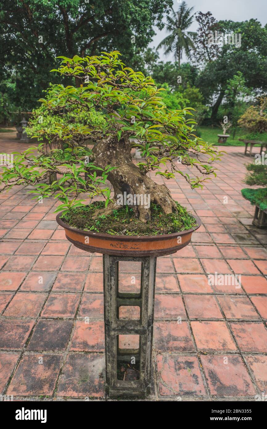 Bonsai tree in a Buddhist temple traditional Vietnamese decor Stock ...