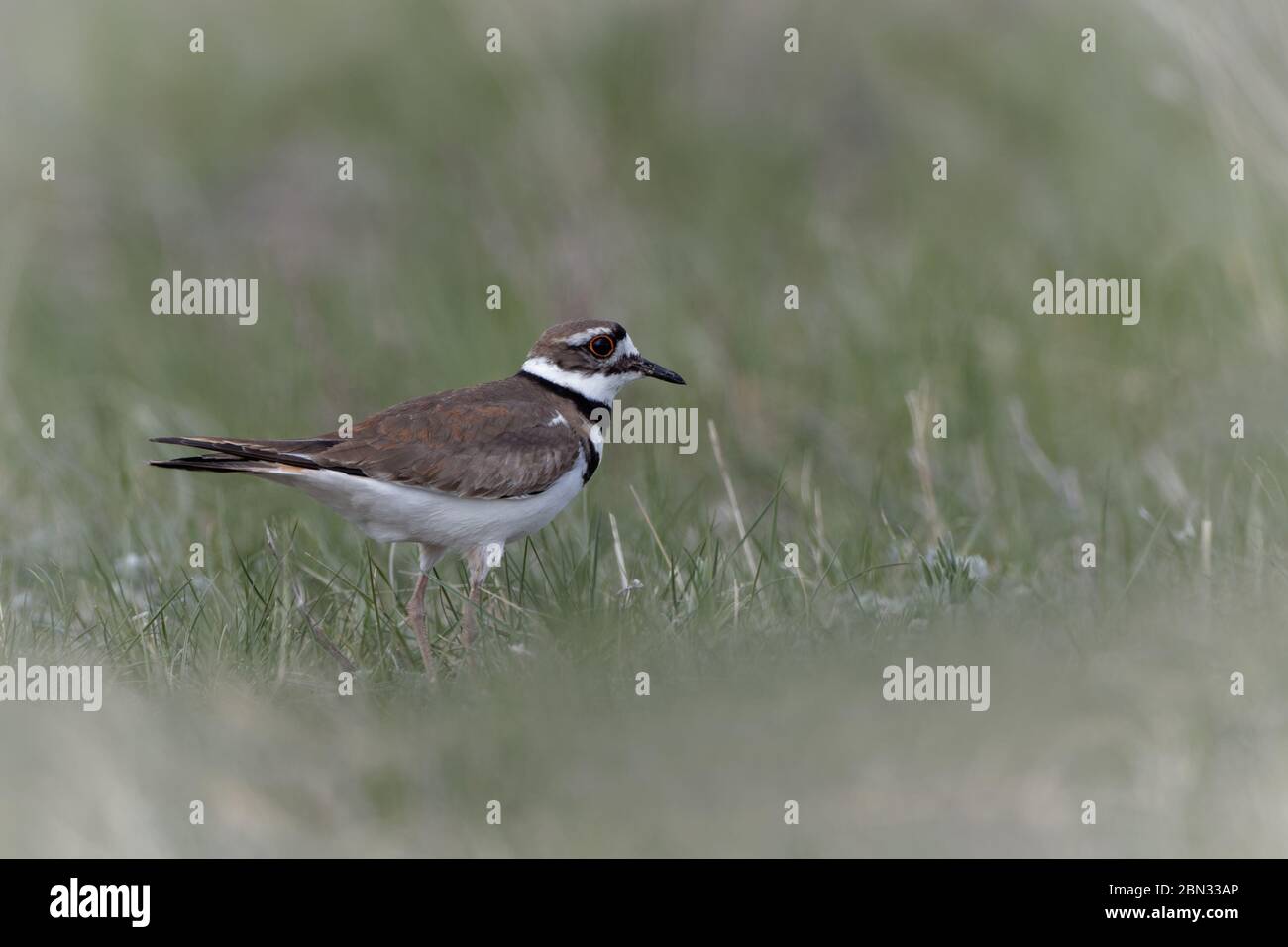 Killdeer bird plover shorebird nest hi-res stock photography and images ...