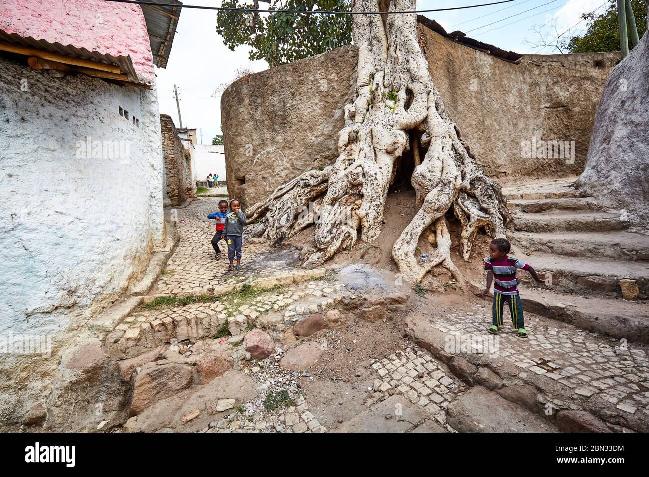 Children playing near the roots of an old tree at a crossing of two ...