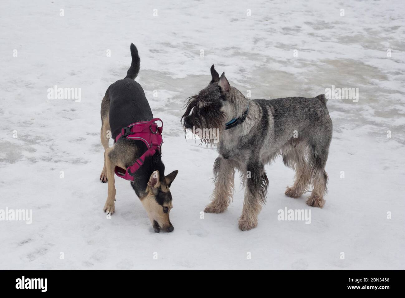 Cute mittelschnauzer and multibred dog are standing on a white snow in ...