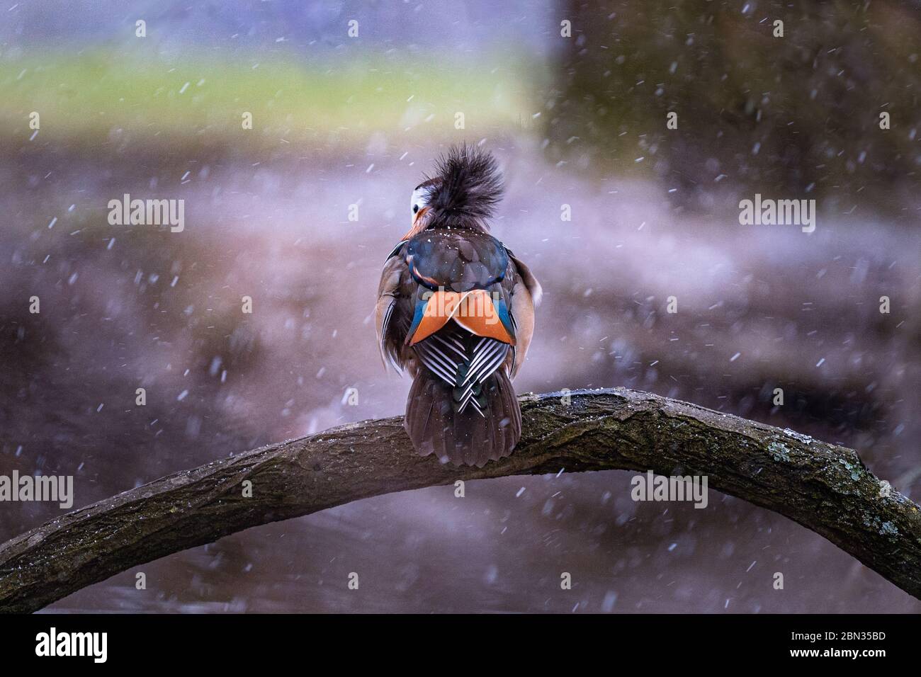 Natural moments photography tree hi-res stock photography and images ...