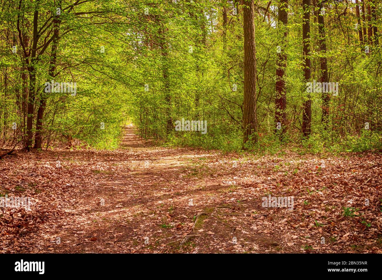Spring path in the forest Stock Photo - Alamy