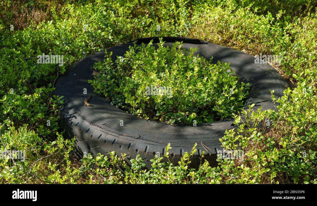 Old discarded car tire laying on the ground in the forest and blueberry plants ( vaccinium ...