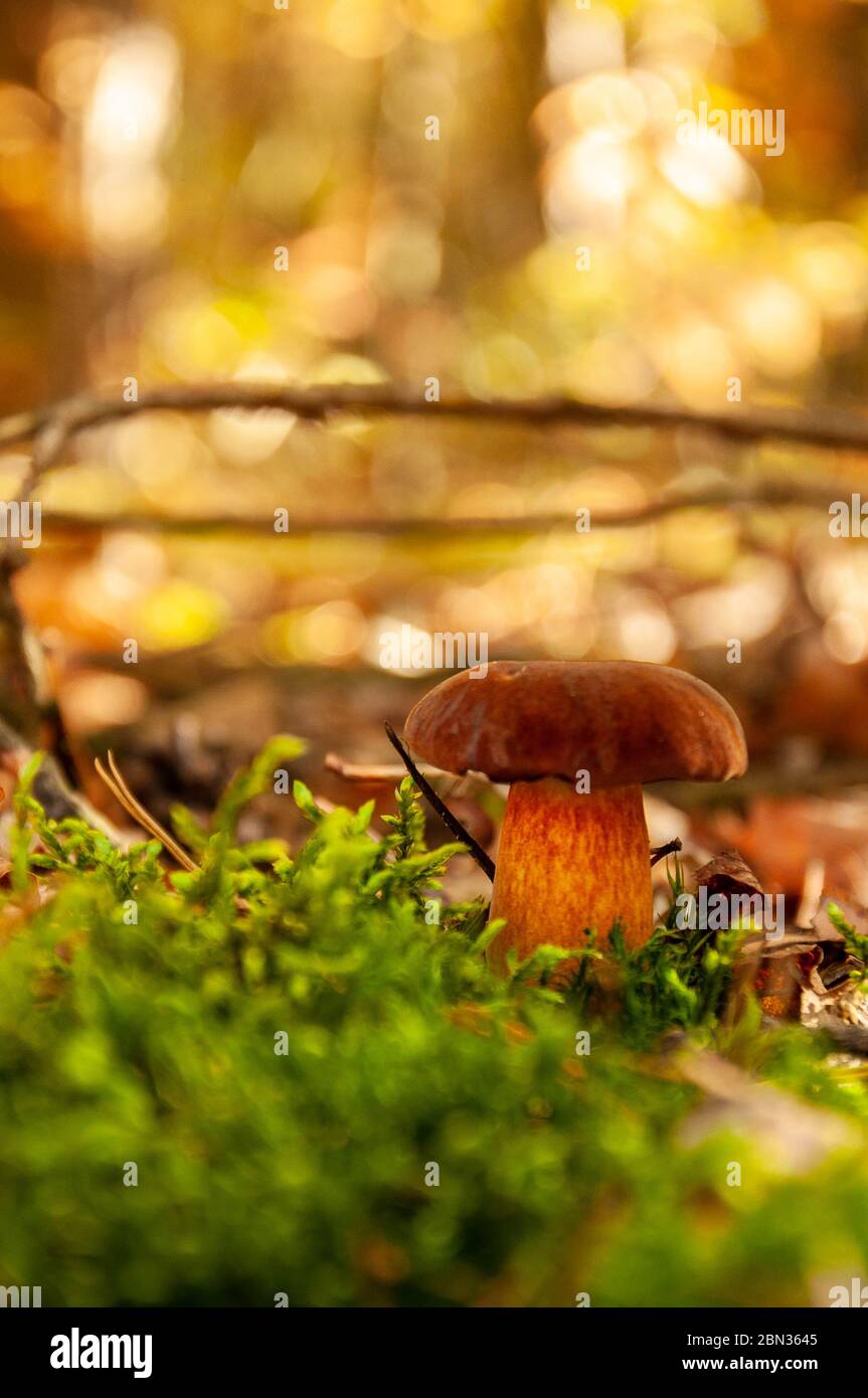 Moss in sunlight mushroom hi-res stock photography and images - Alamy