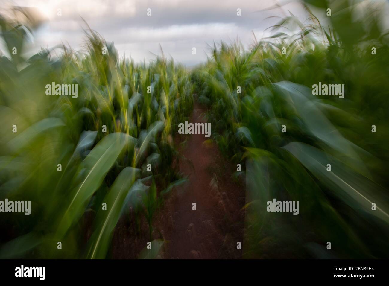 Cornfield public footpath hi-res stock photography and images - Alamy