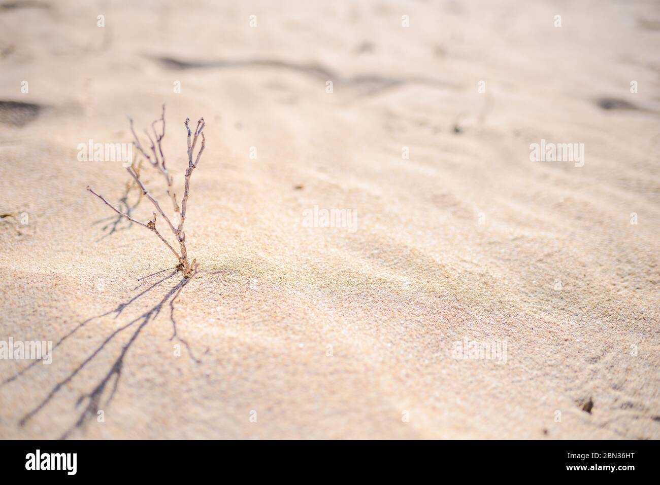 background from a desert landscape, desert, branch Stock Photo - Alamy