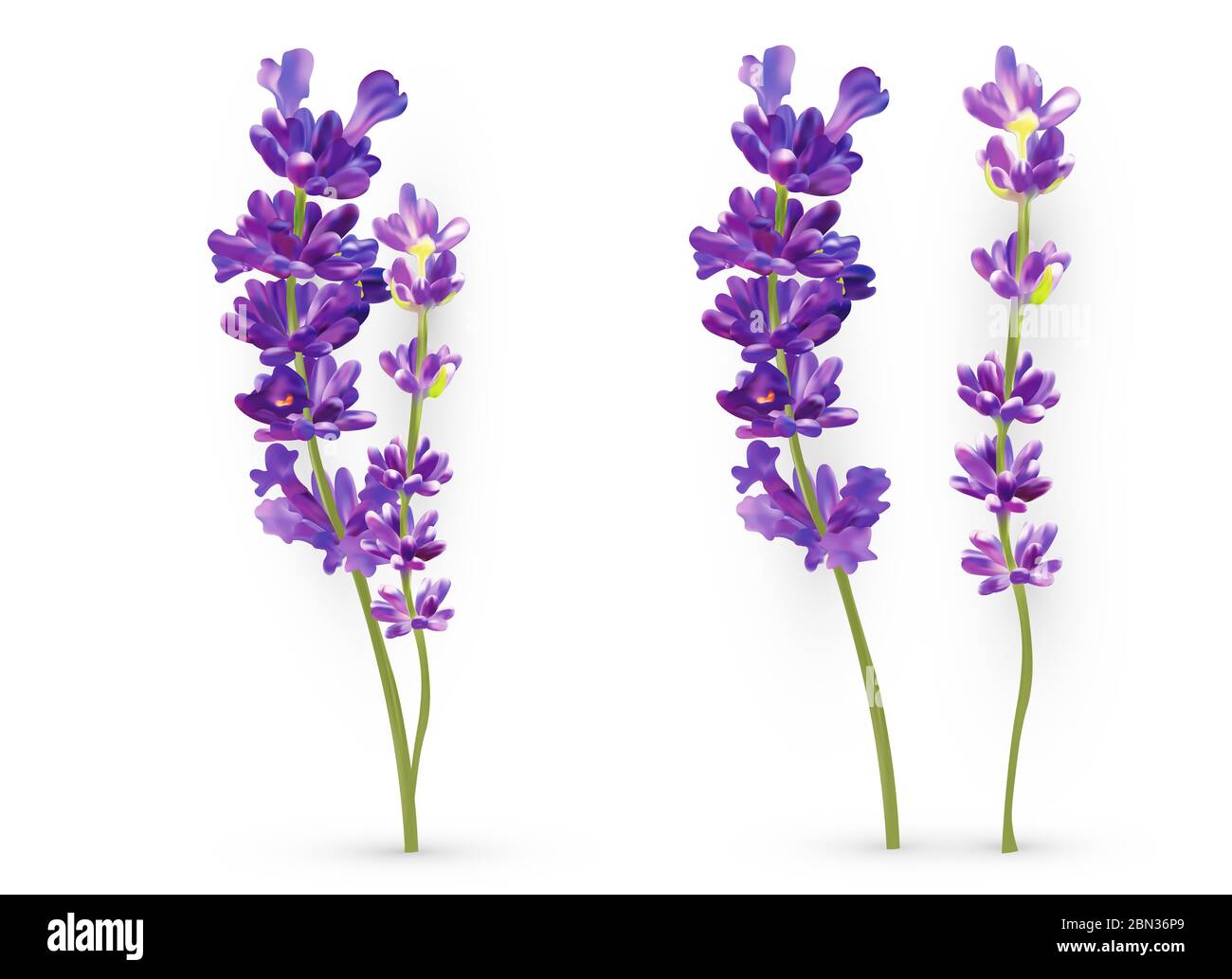 Realistic lavender isolated on white background. Beautiful violet ...