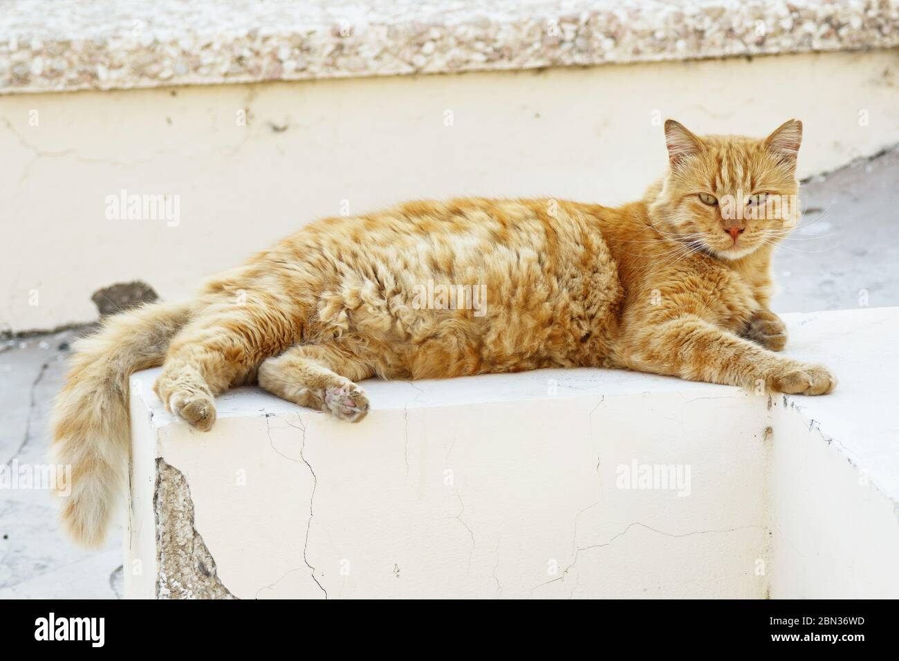 Homeless ginger cat hi-res stock photography and images - Alamy