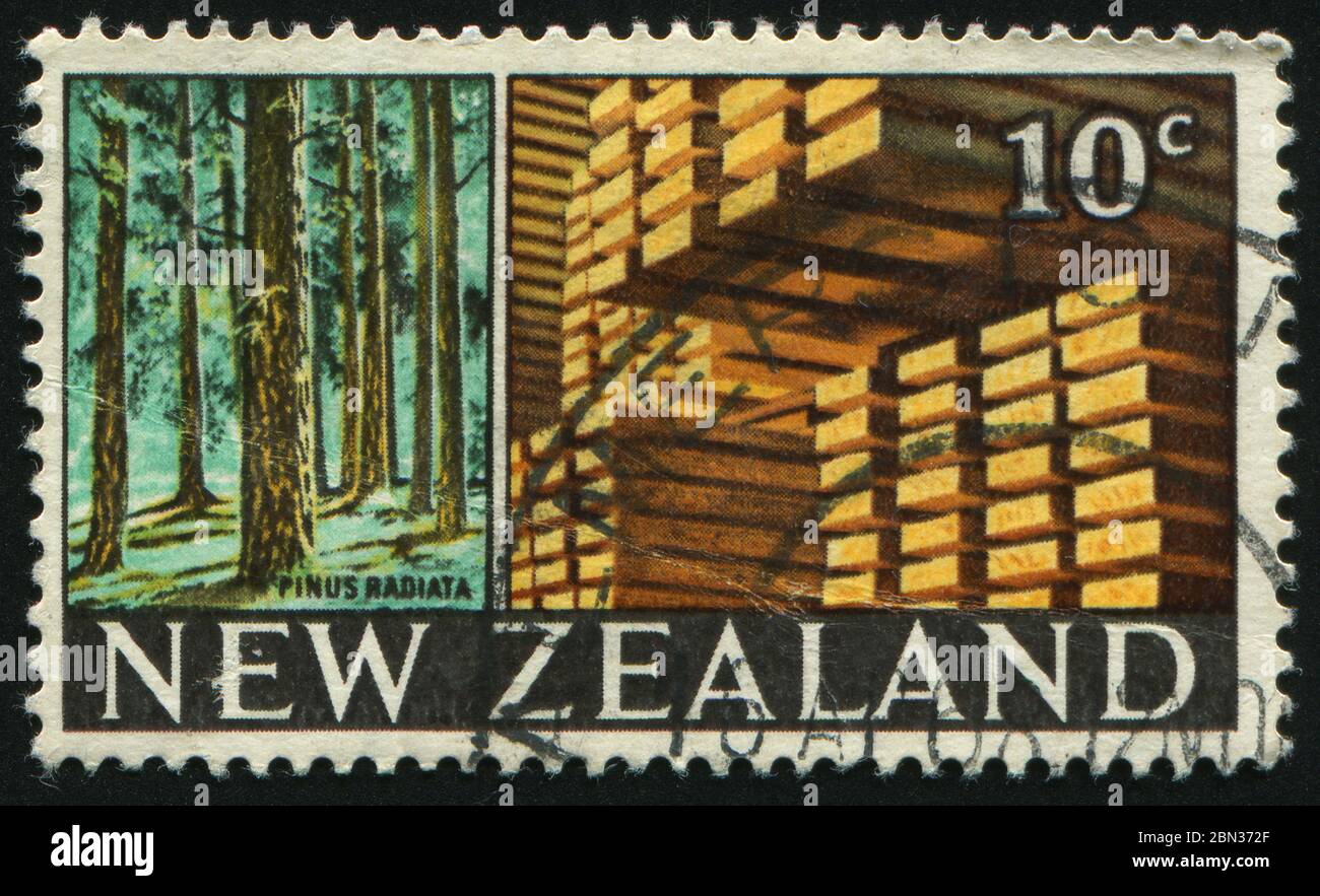 NEW ZEALAND - CIRCA 1968: Radiata pines and stacked lumber, circa 1968 ...