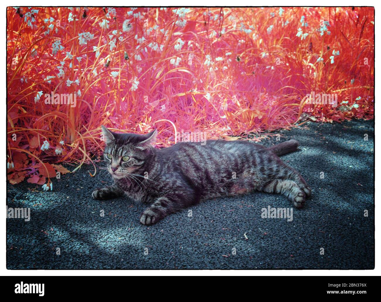 Gulval Cut Out Stock Images & Pictures - Alamy