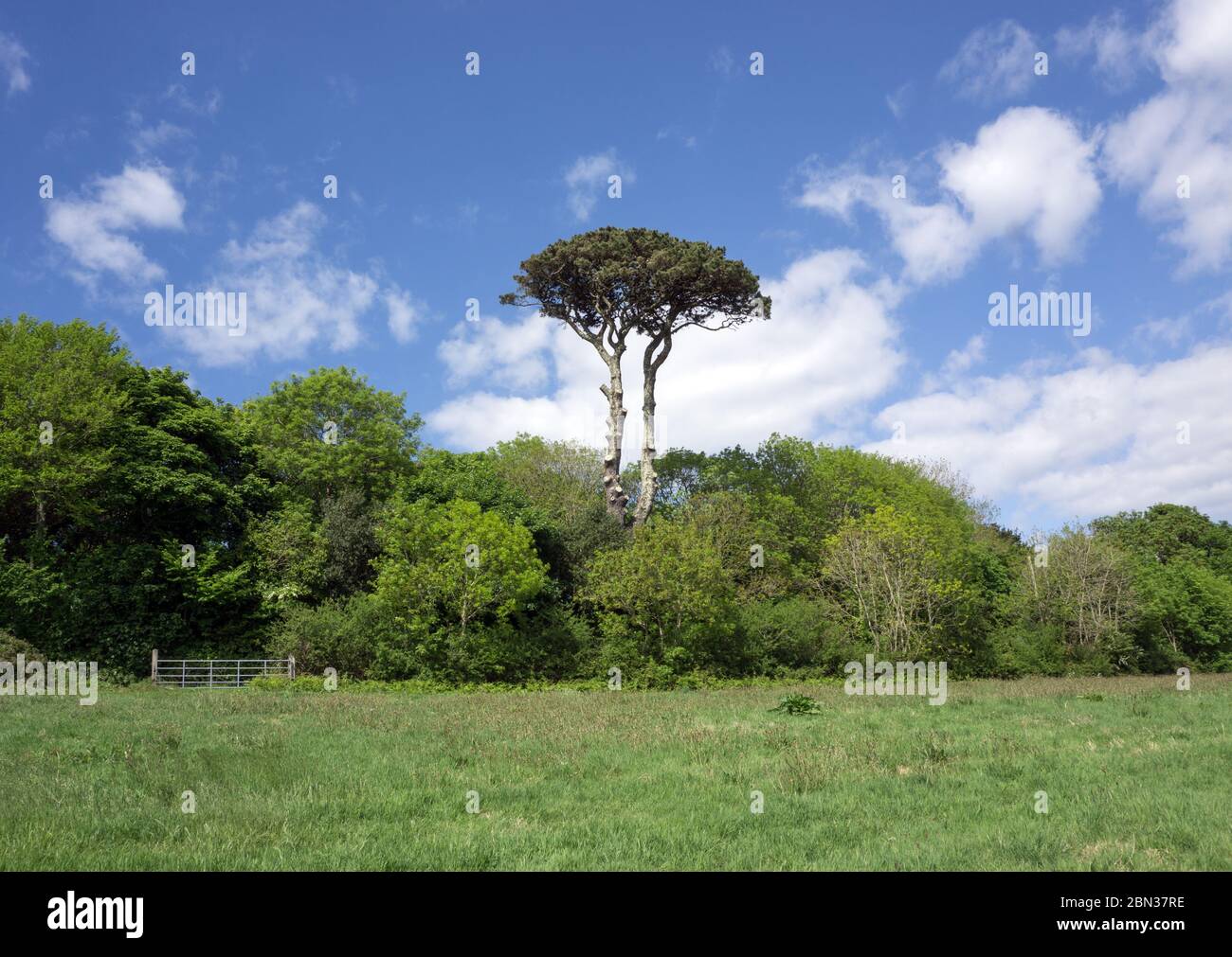 Tall scots pine tree hi-res stock photography and images - Alamy