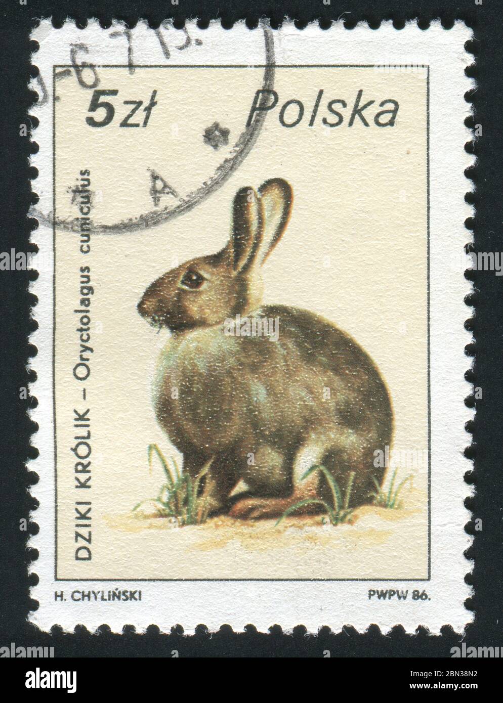 Genus lepus hi-res stock photography and images - Alamy