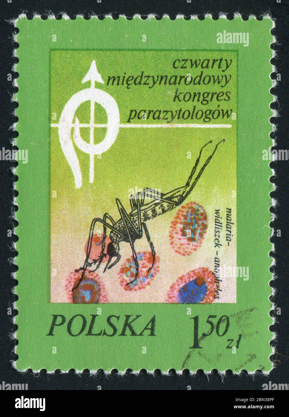 POLAND - CIRCA 1978: Mosquito is a common insect in the family ...