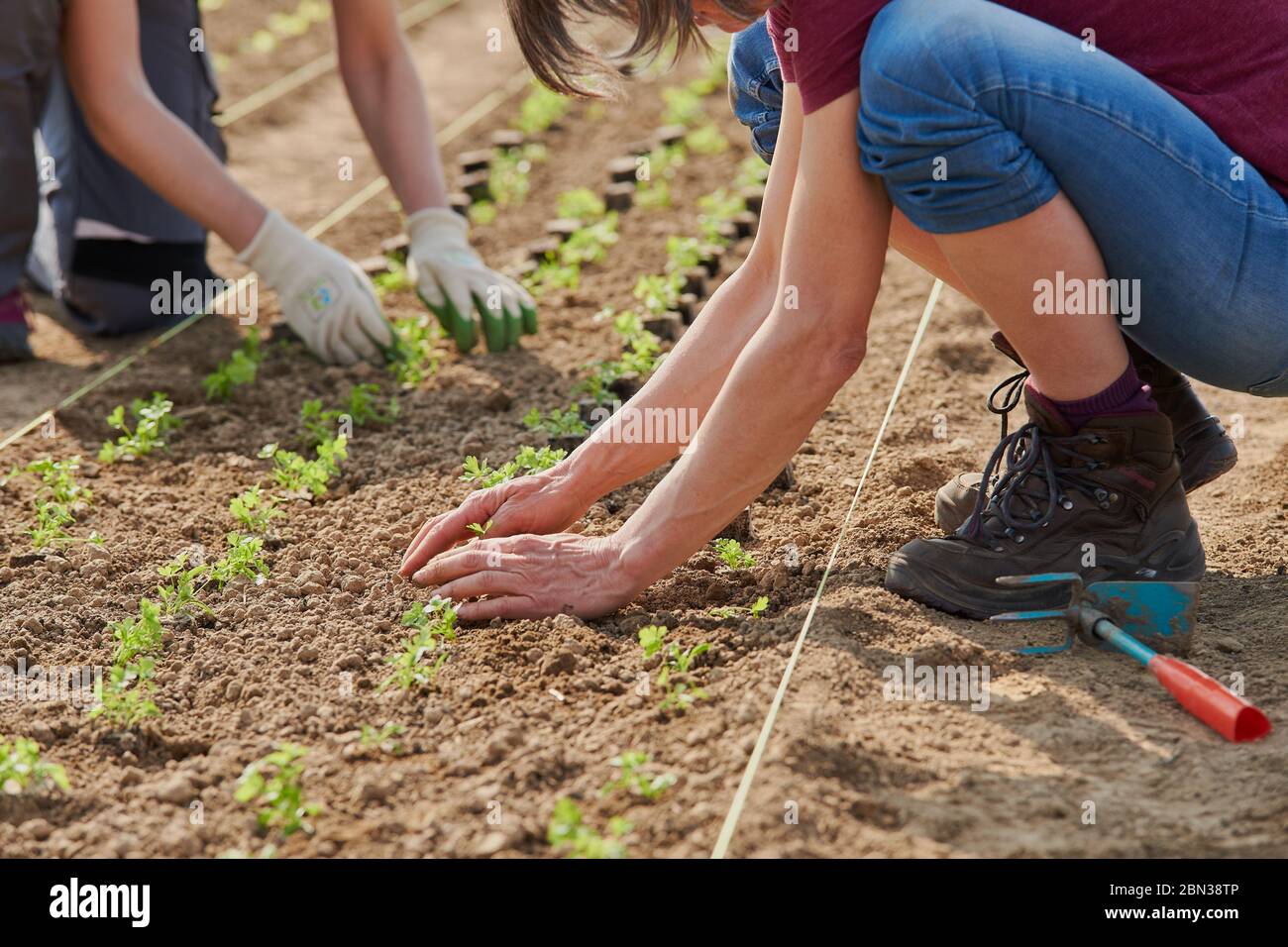 people planting young plants on a field Stock Photo - Alamy