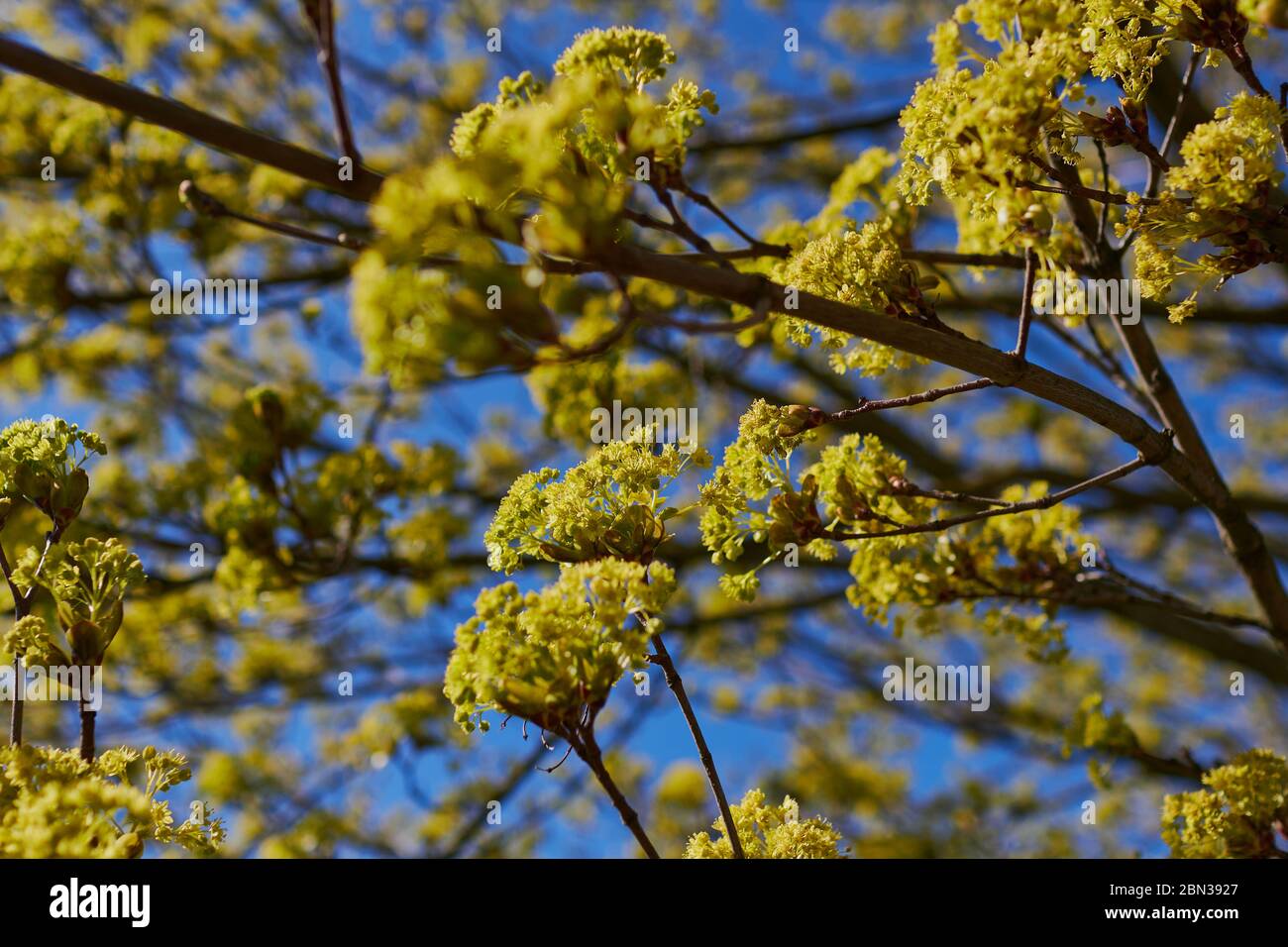 a blooming maple tree in spring Stock Photo - Alamy