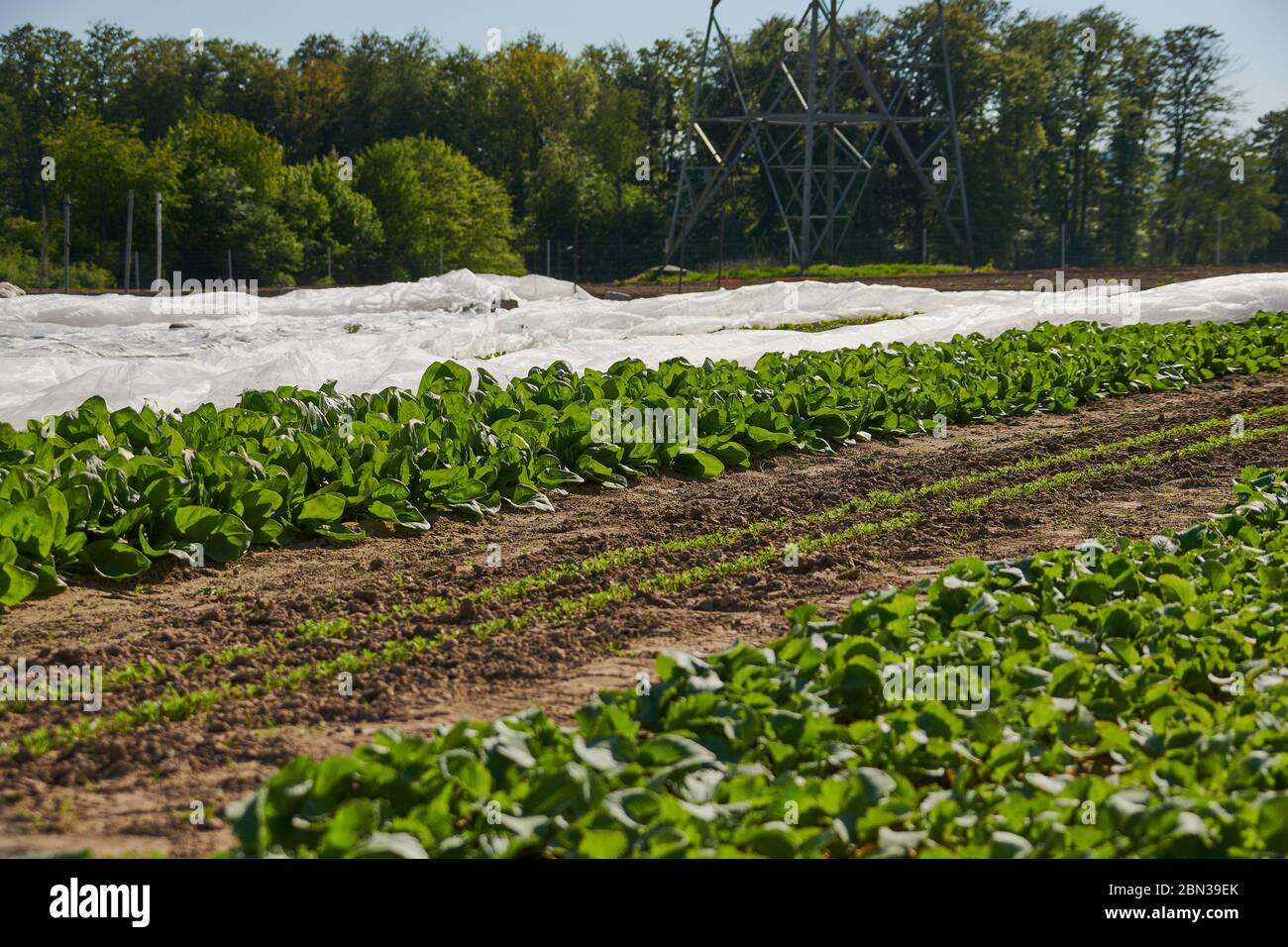 Field of spinach hi-res stock photography and images - Alamy