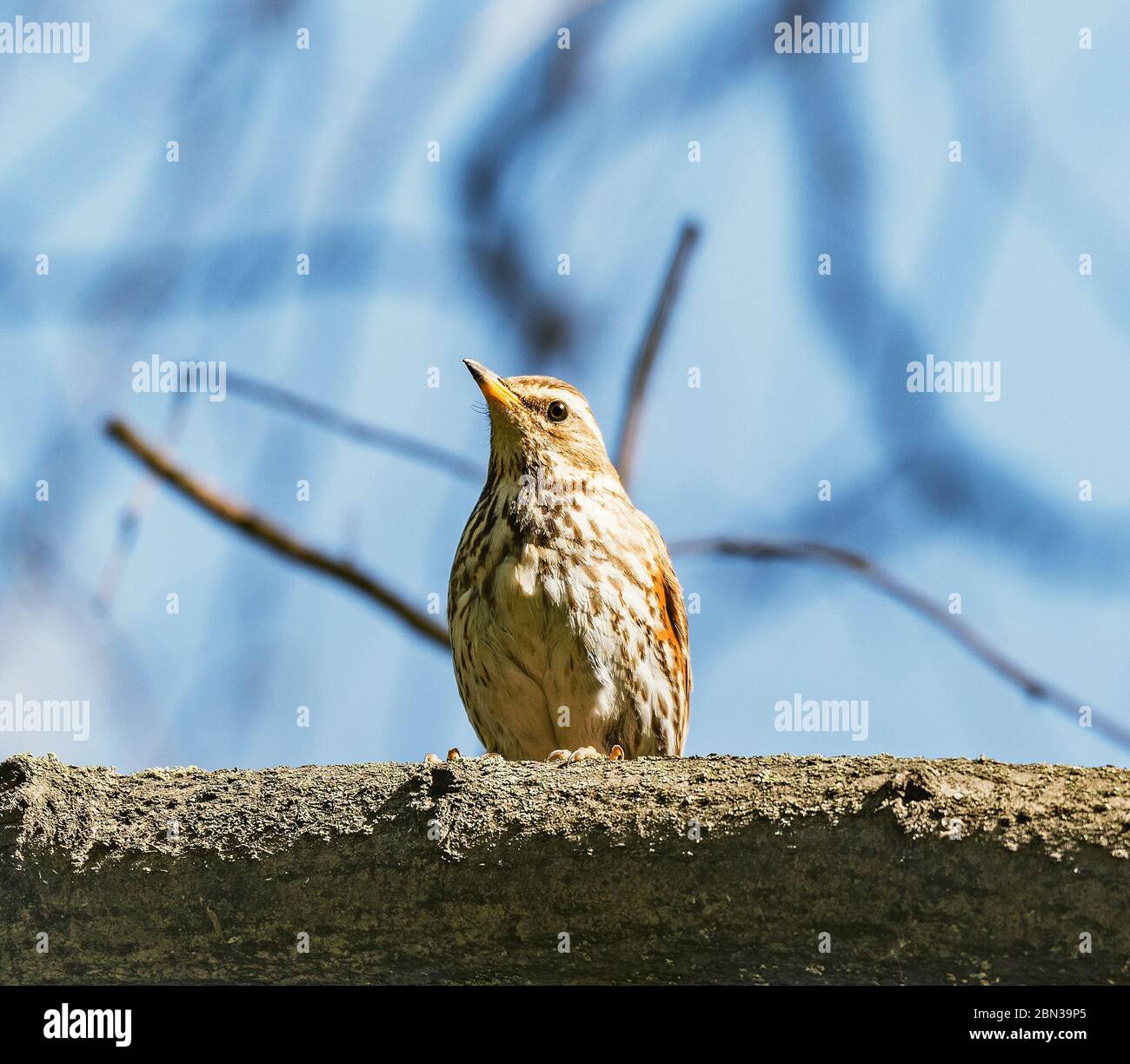 True Thrush High Resolution Stock Photography and Images - Alamy