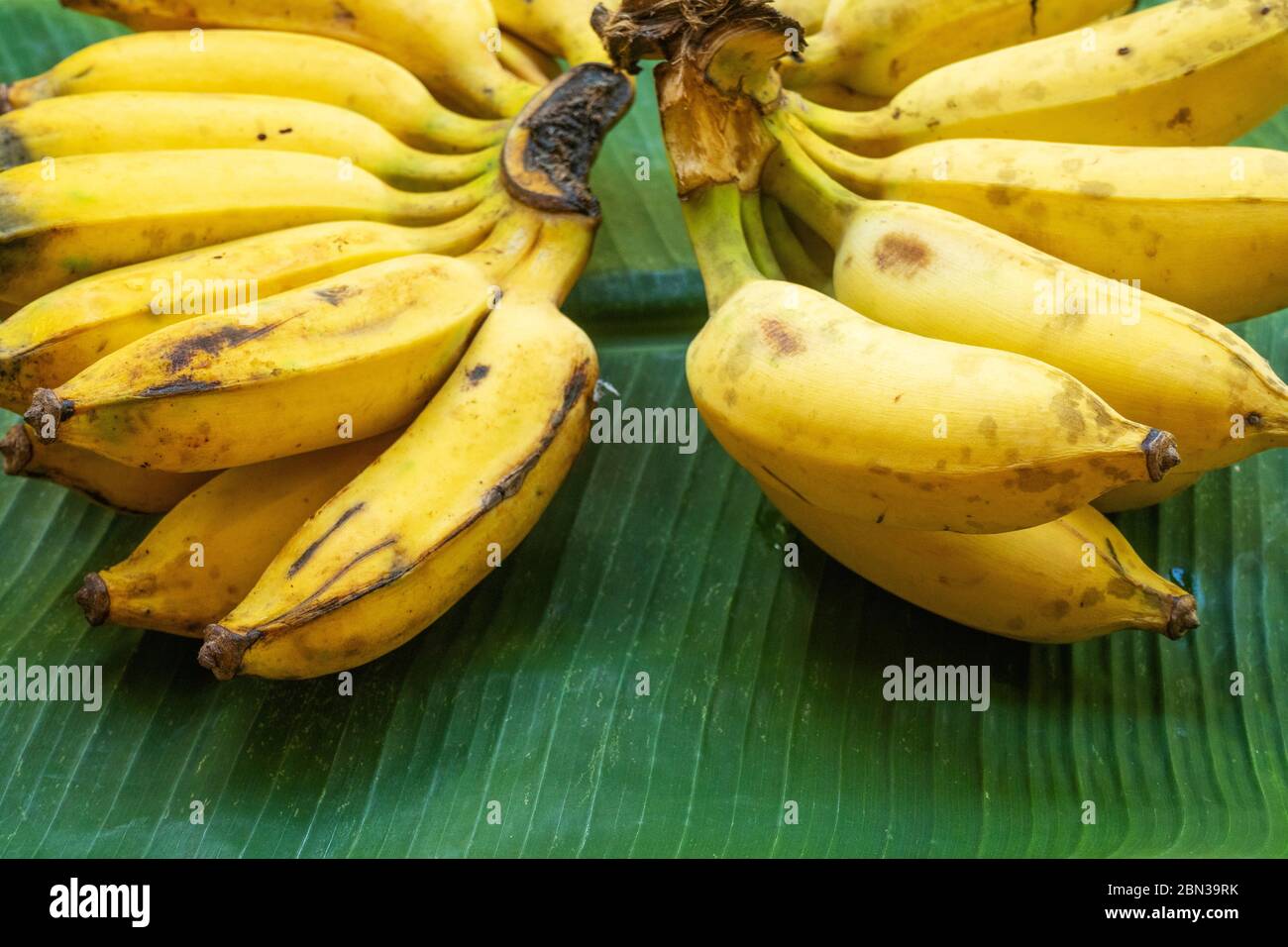A branch of juicy yellow bananas on a green banana leaf. Ripe juicy ...