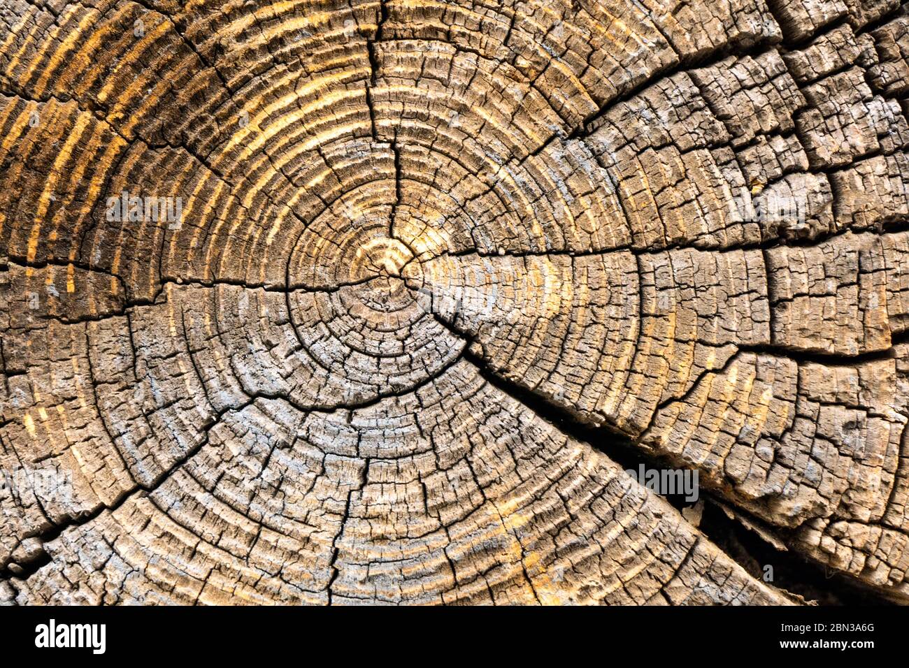 Rough organic texture of the rings with close up of end grain. texture of an old tree Stock ...