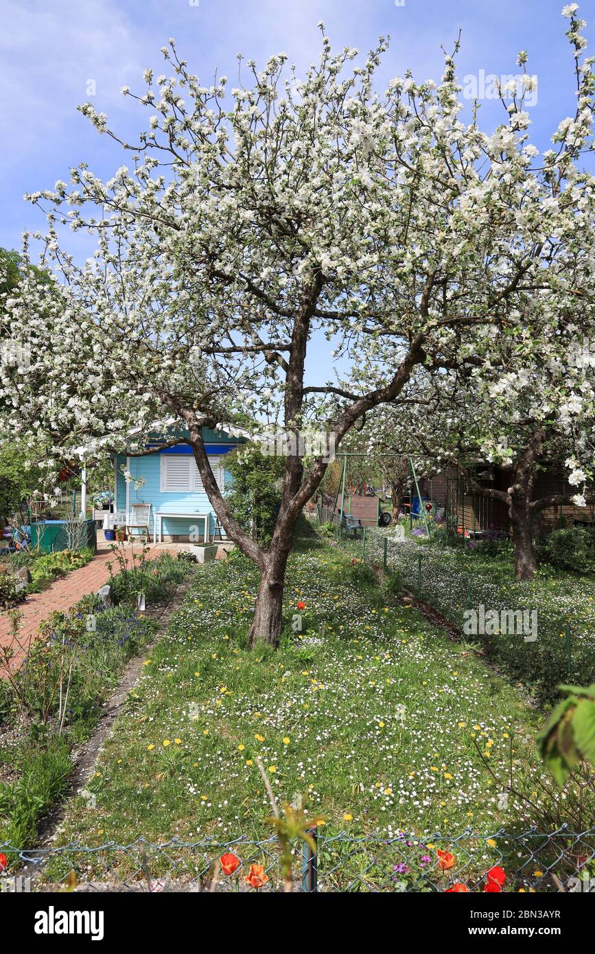 Flowering fruit tree in allotment garden in Munich, Bavaria, Germany ...