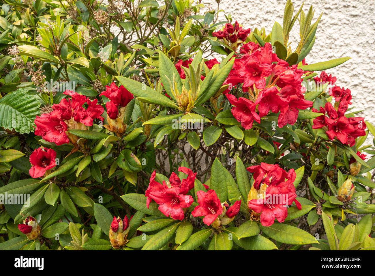 Red azalea hi-res stock photography and images - Alamy