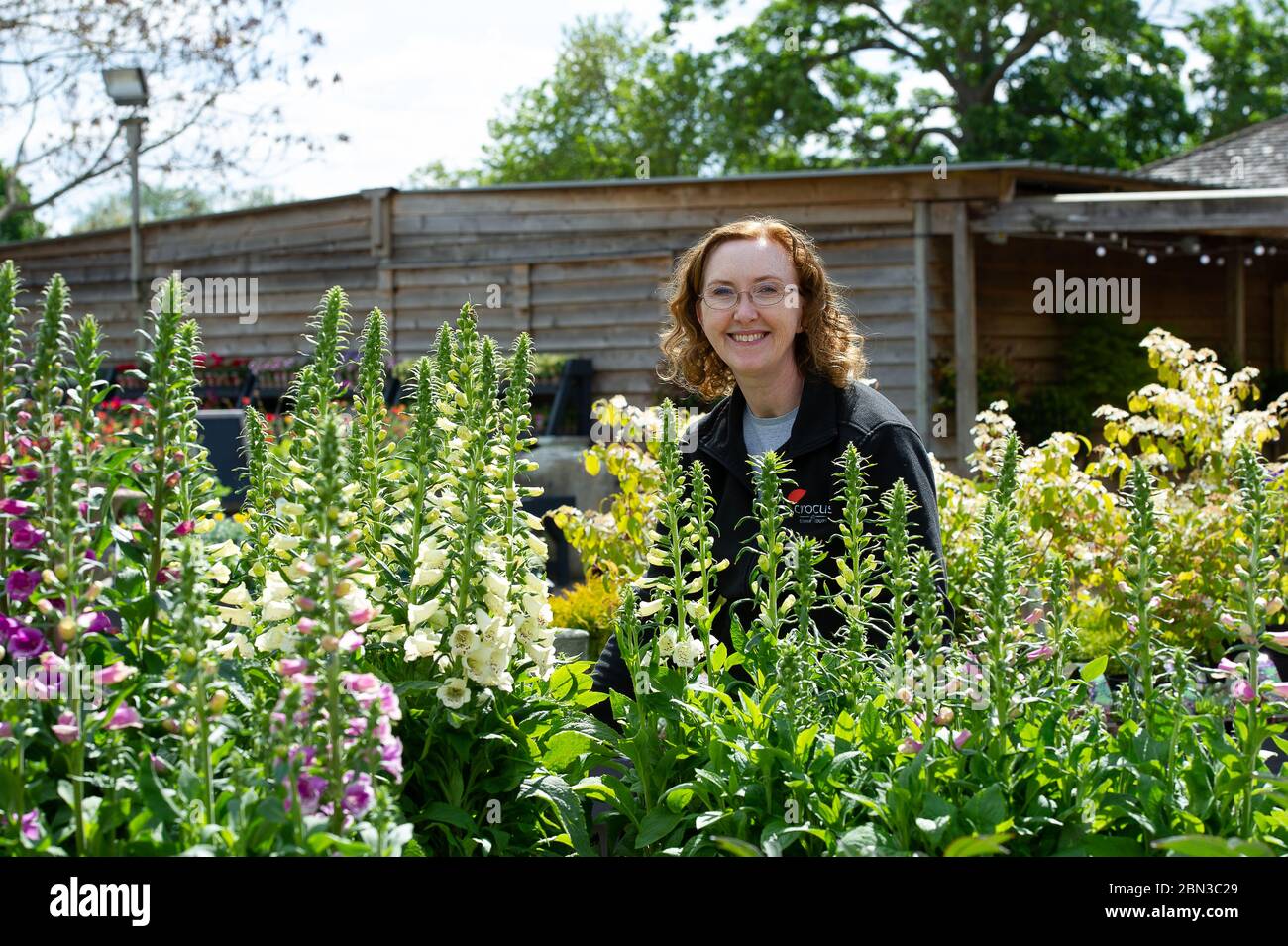 Crocus garden centre uk hi-res stock photography and images - Alamy