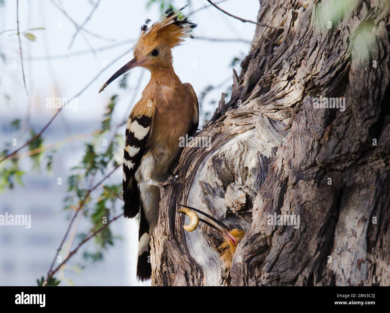A Eurasian Hoopoe Upupa epops pecking a branch Stock Photo - Alamy