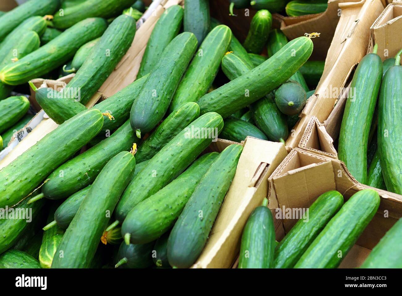 view cucumbers on display at a local farmers market. Selling organic ...