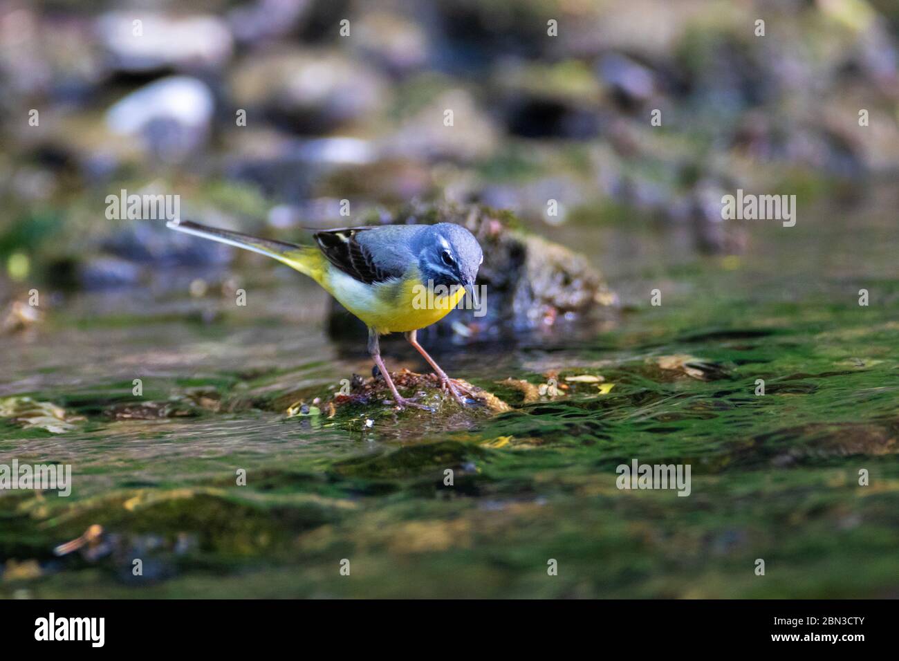 The grey wagtail hunting on the Sutla River, Istra, Croatia Stock Photo ...