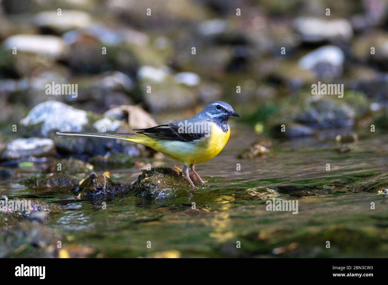 The grey wagtail hunting on the Sutla River, Istra, Croatia Stock Photo ...